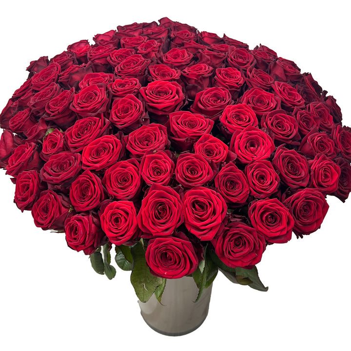 Red Naomi Rozen direct geleverd van onze kwekerij - Porta Nova